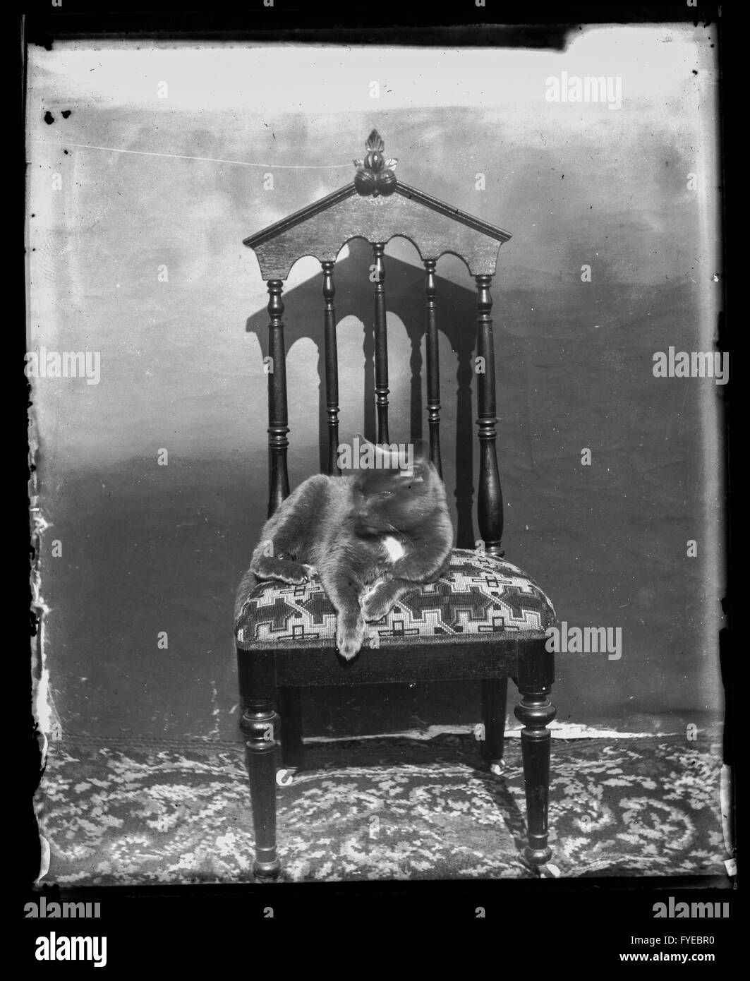 Vintage cat hi-res stock photography and images - Alamy