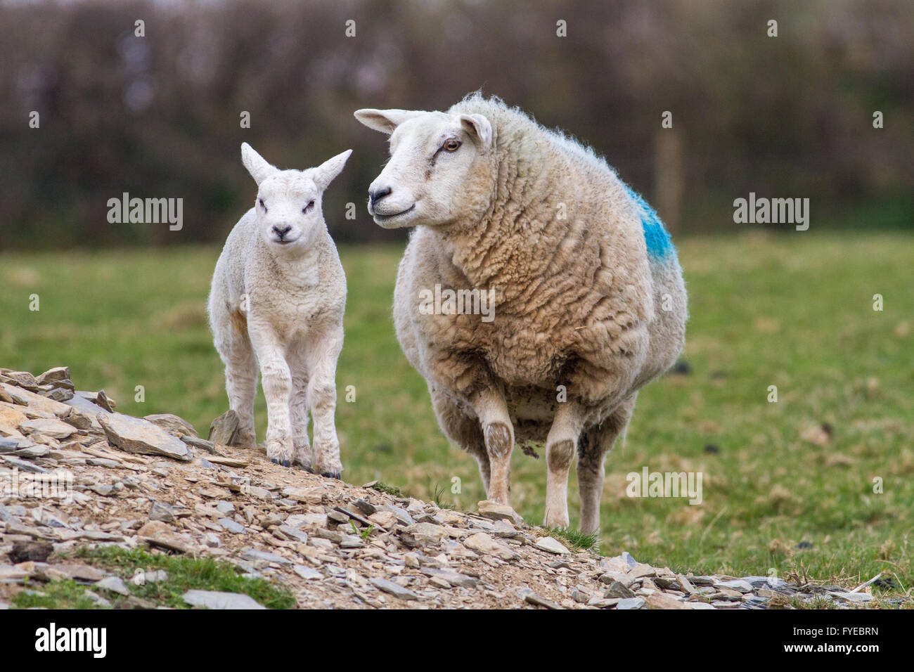 Welsh Lamb High Resolution Stock Photography and Images - Alamy
