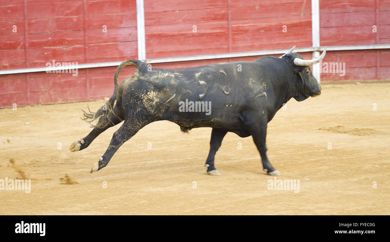 Bullfighting of bulls, typical Spanish tradition where a torero ...