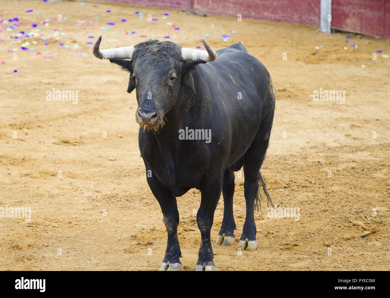 powerful Spanish bull in a bullfight. Matador in Madrid bullring Stock ...