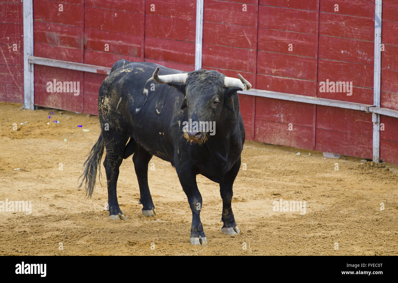 powerful Spanish bull in a bullfight Stock Photo - Alamy