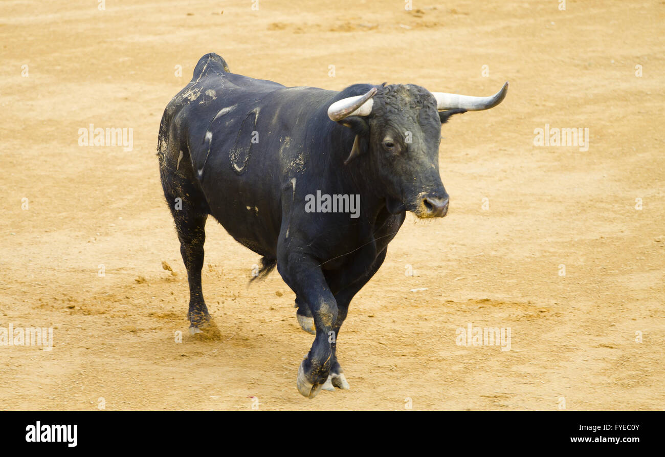 powerful Spanish bull in a bullfight Stock Photo - Alamy