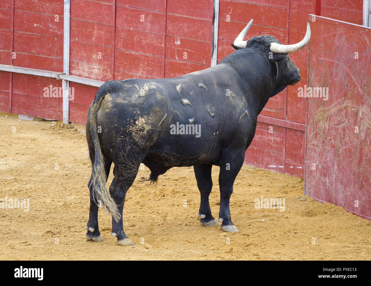 Bull Waiting for the bullfighter Stock Photo - Alamy