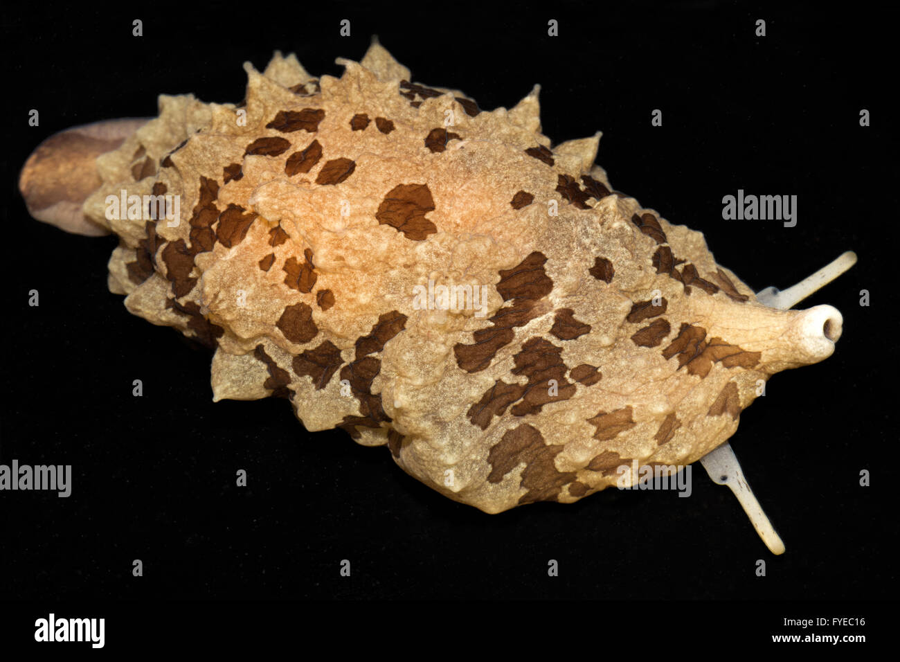 Sea snail hi-res stock photography and images - Alamy