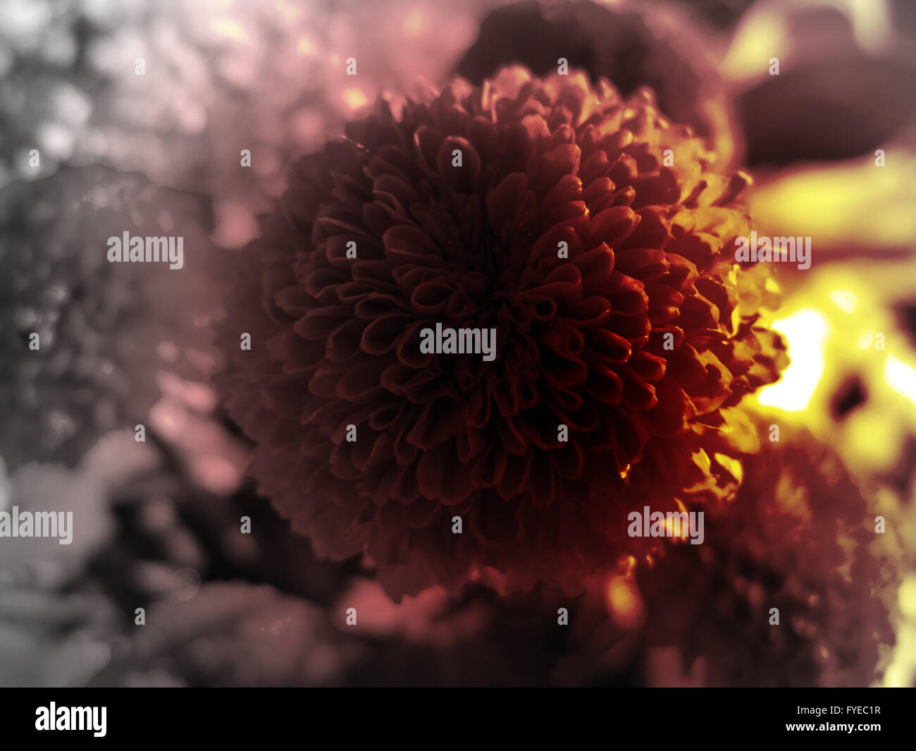 Nature environment apocalyptic, end of the world concept, global ...