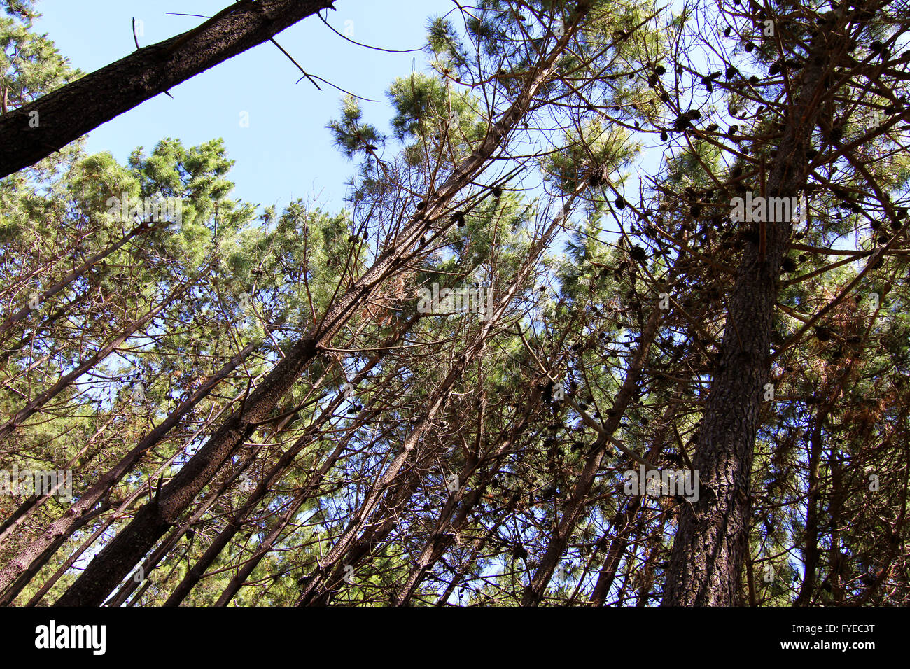 Pine trees in argentina hi-res stock photography and images - Alamy