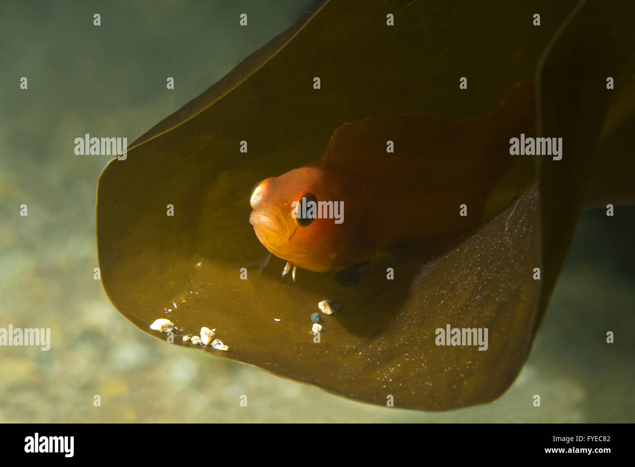 Stichaeid fish (Pholidapus dybowskii) Far East, Sea of Japan, Russia ...