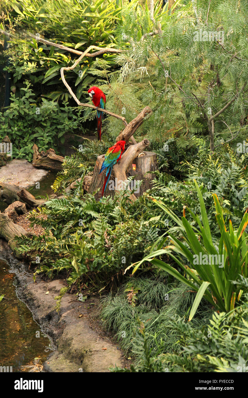 Parrots in the Forest Stock Photo - Alamy