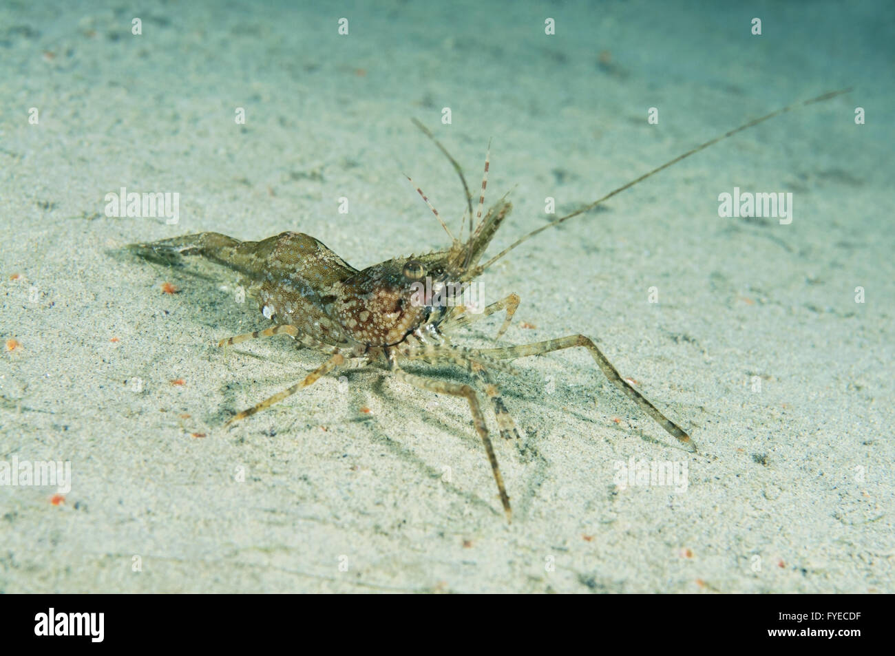 shrimp (Palaemon sp.) Far East, Sea of Japan, Russia Stock Photo - Alamy