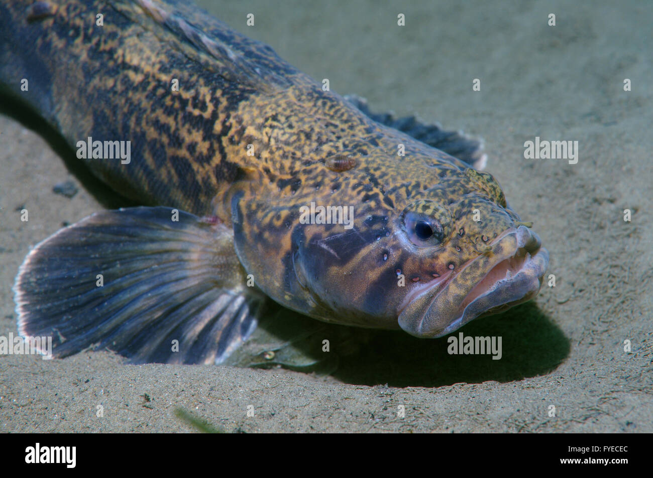 Stichaeus grigorievi hi-res stock photography and images - Alamy