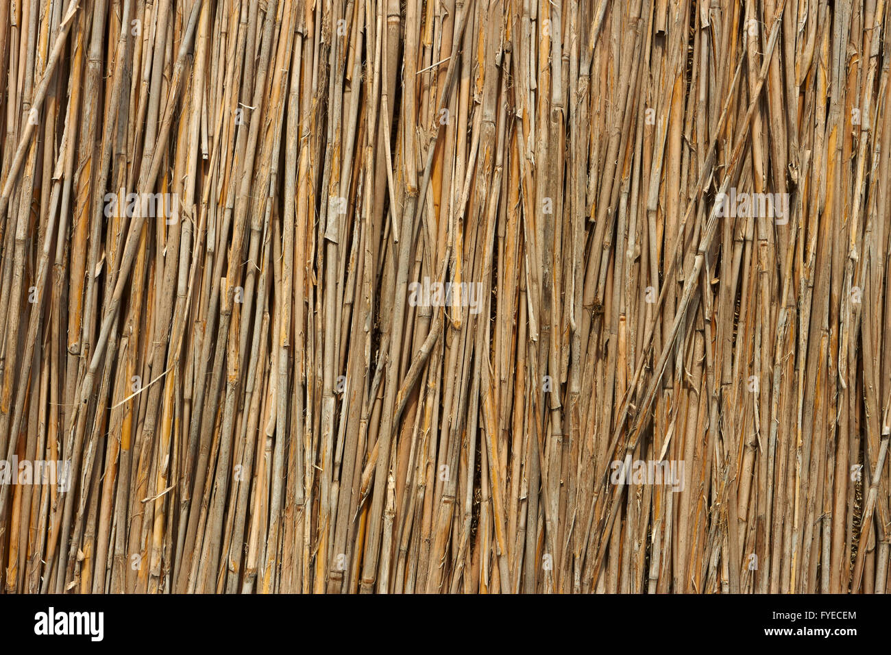 Reed Frame High Resolution Stock Photography and Images - Alamy
