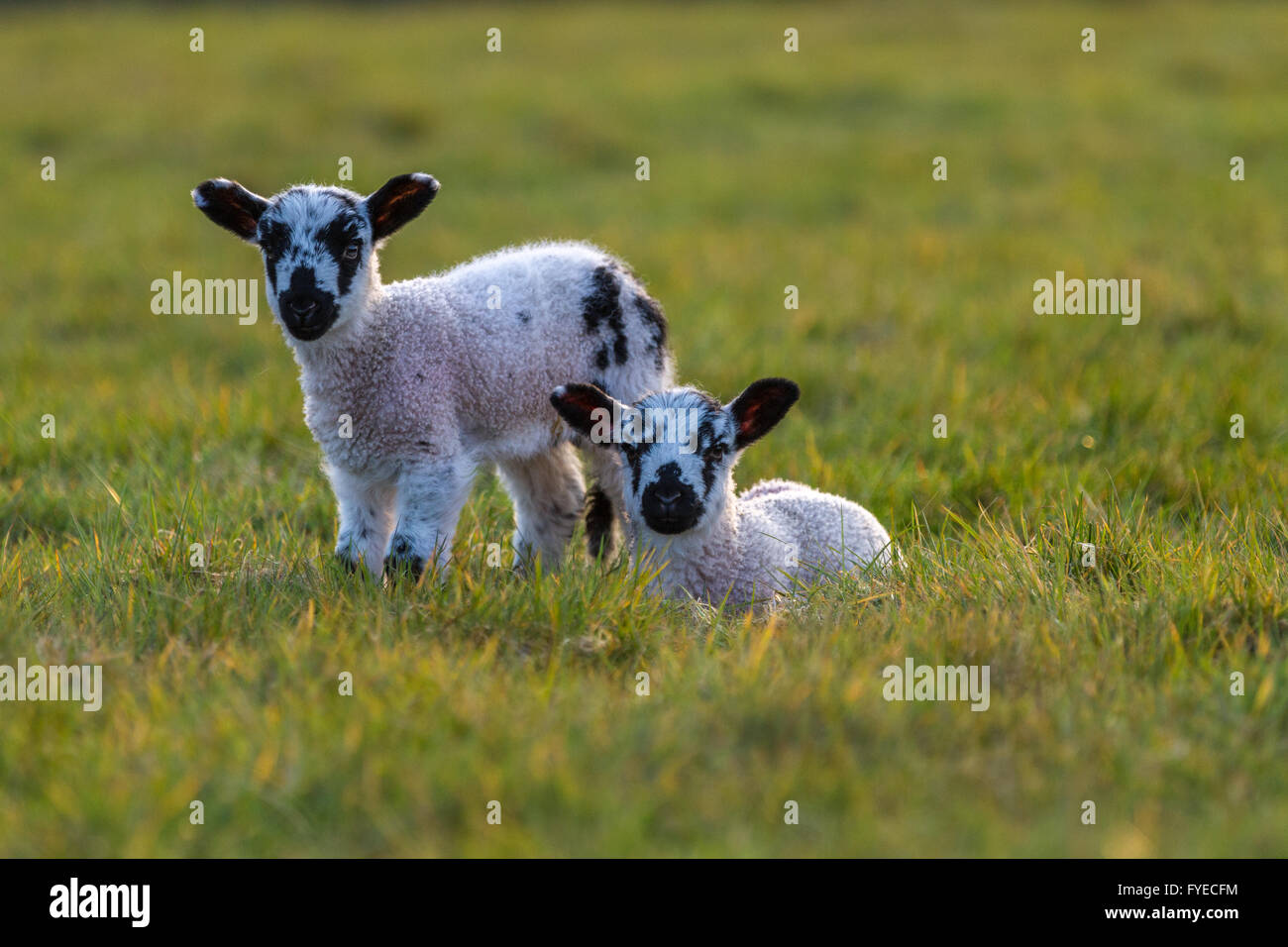 Swaledale ewe with lambs hi-res stock photography and images - Alamy