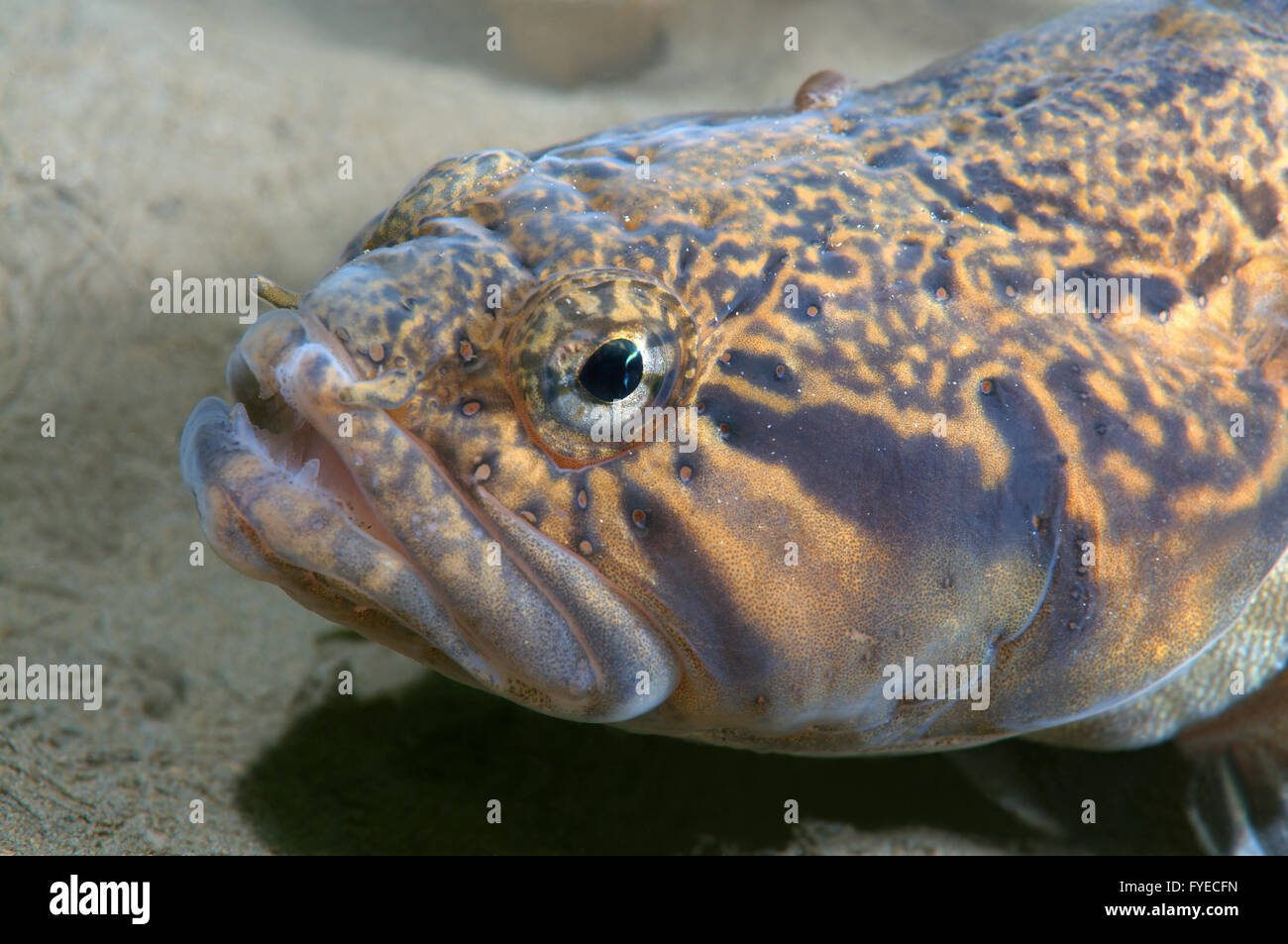 Stichaeus grigorjewi hi-res stock photography and images - Alamy