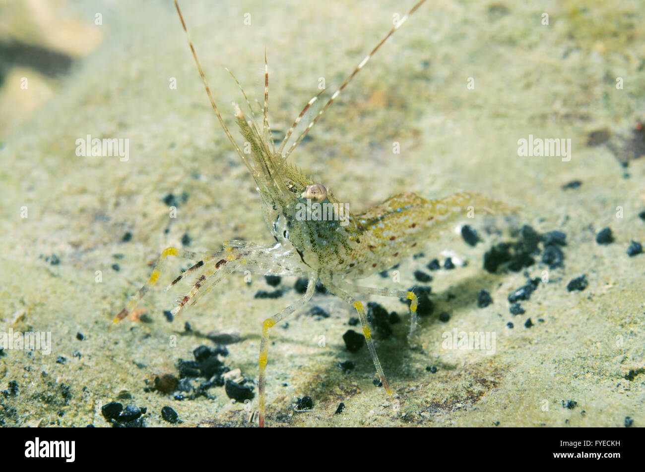 shrimp (Palaemon sp.) Far East, Sea of Japan, Russia Stock Photo - Alamy