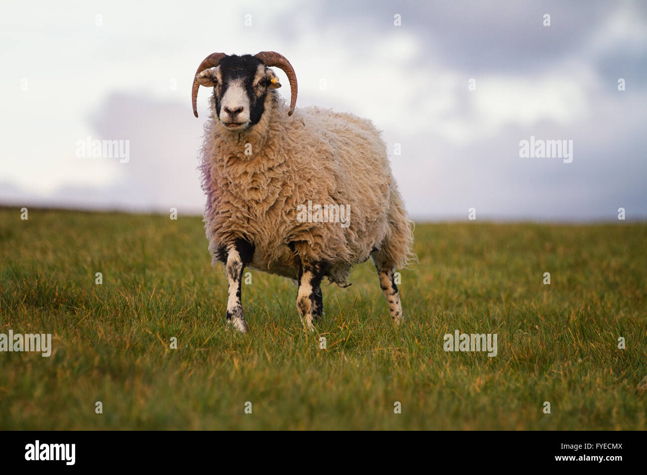 Swaledale sheep hi-res stock photography and images - Alamy