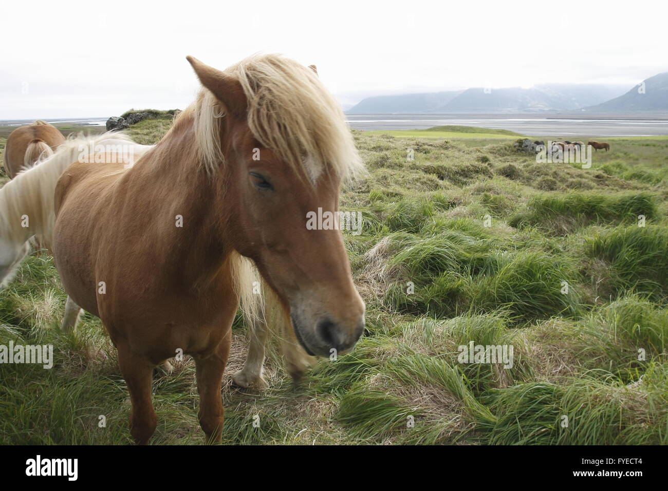 Icelandic horses. Stafafell farm Stock Photo - Alamy