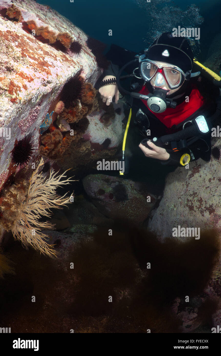Diver looking at Subclass Hydroidolina (Solanderia misakiensis) Far ...