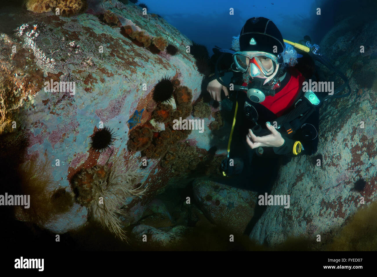 Diver looking at Subclass Hydroidolina (Solanderia misakiensis) Far ...
