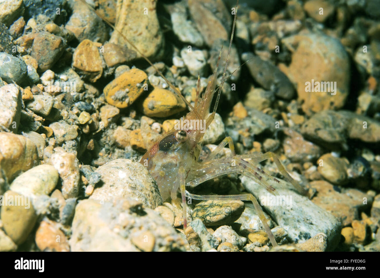 shrimp (Palaemon sp.) Far East, Sea of Japan, Russia Stock Photo - Alamy