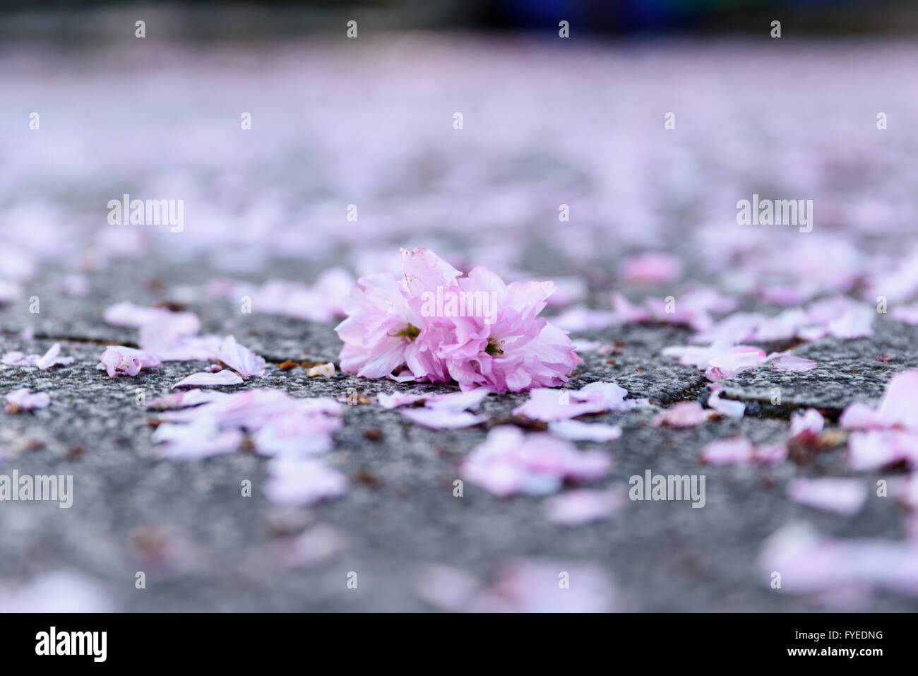 Road decoration hi-res stock photography and images - Alamy