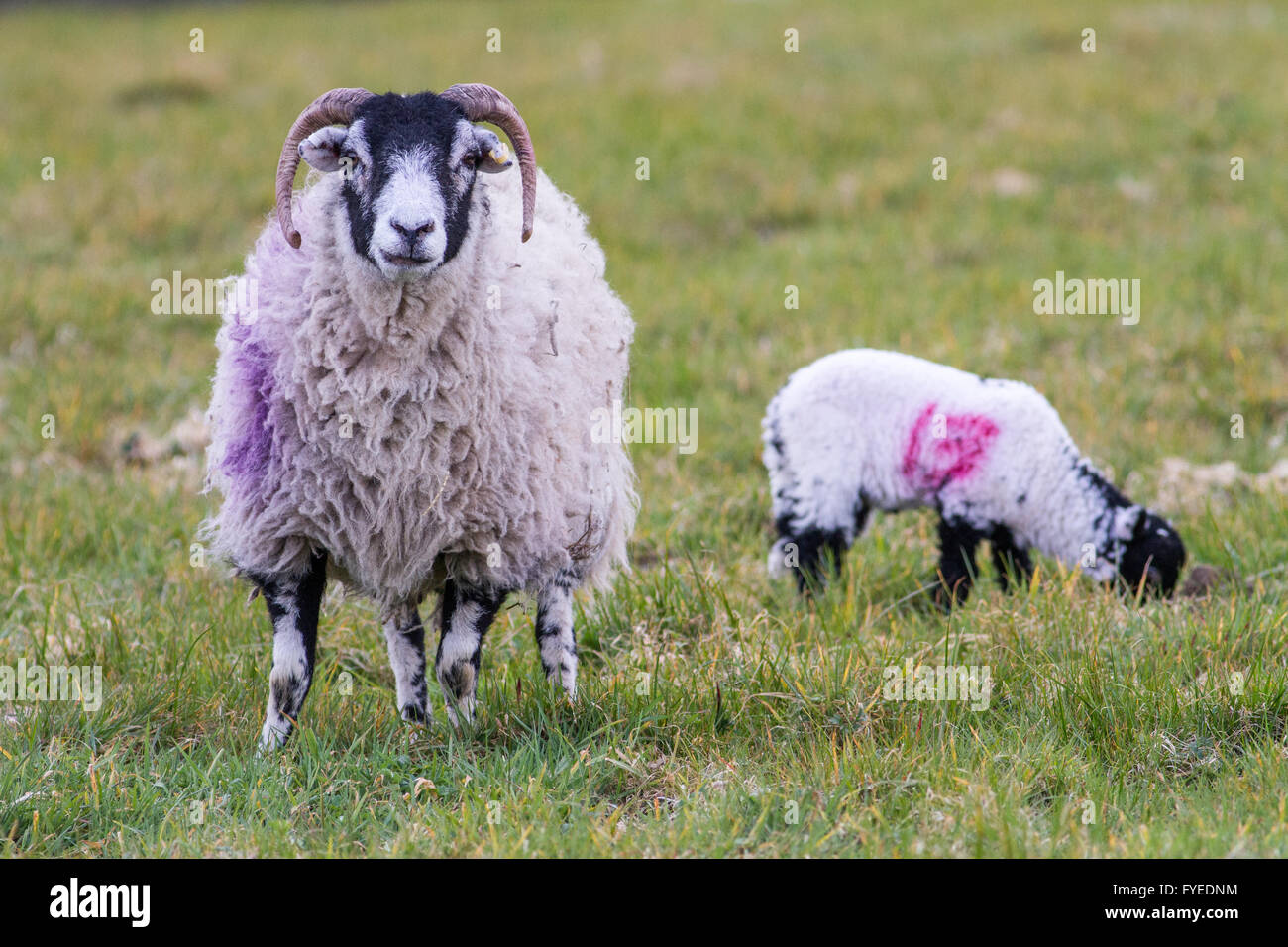Mother ewe Swaledale sheep with lamb in a field. Female swaledale sheep ...
