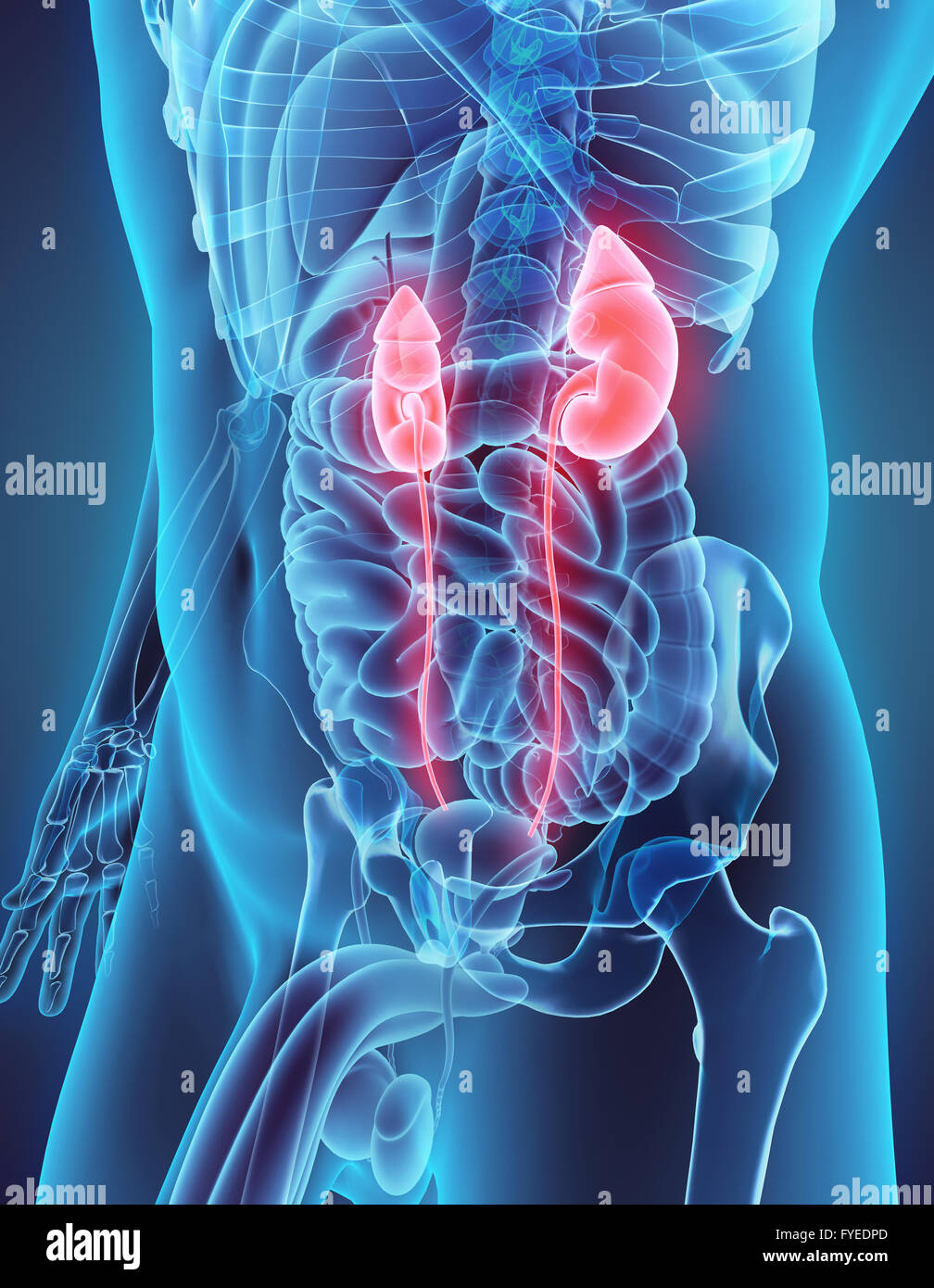 3D illustration of Urinary System - Medical concept Stock Photo - Alamy