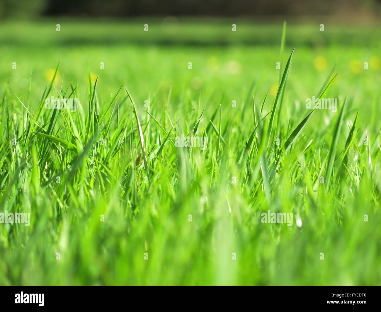 The grass is not always greener on the other side hi-res stock ...