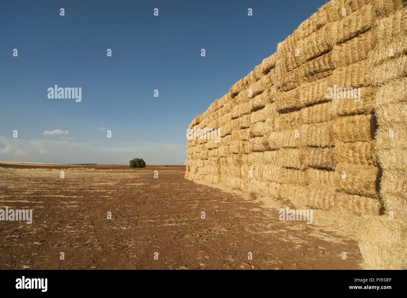 straws of hay Stock Photo - Alamy
