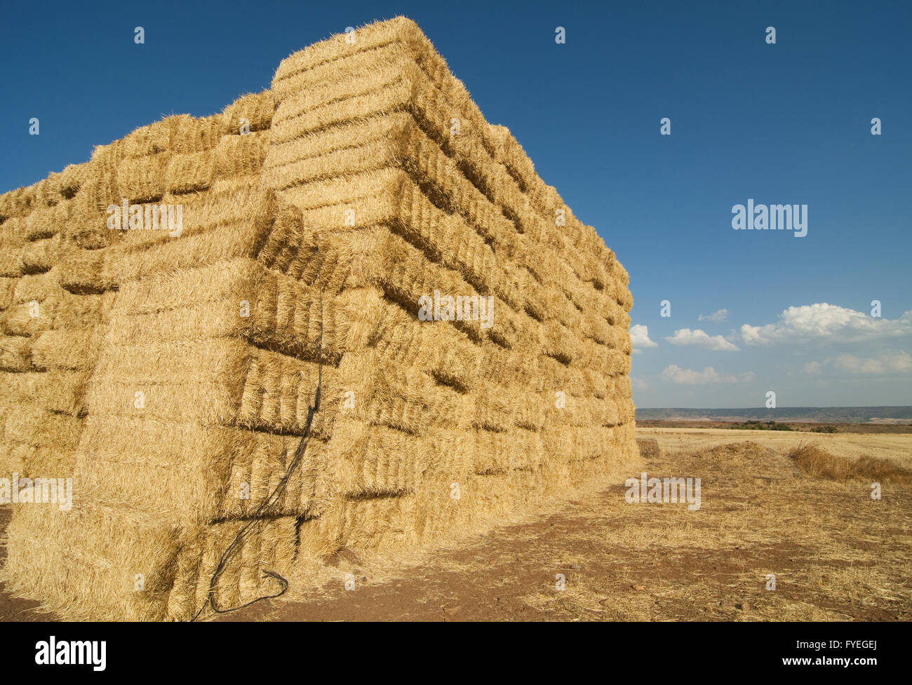 straws of hay Stock Photo - Alamy
