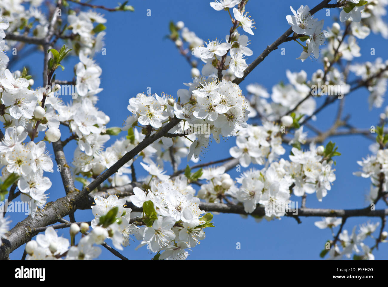 wonderful flowering tree Stock Photo - Alamy