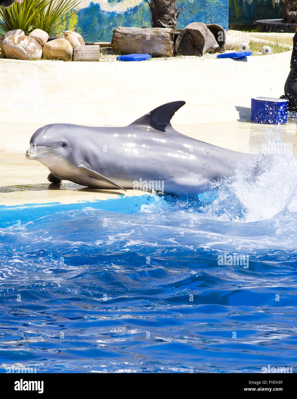 dolphin jump out of the water in sea Stock Photo - Alamy