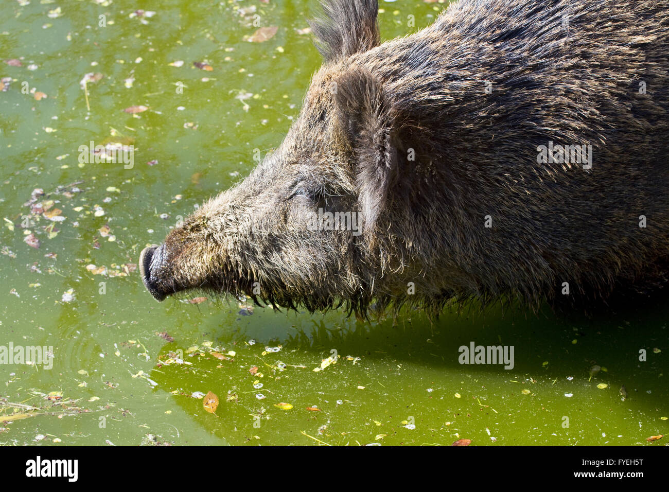 Pig In Water High Resolution Stock Photography and Images - Alamy