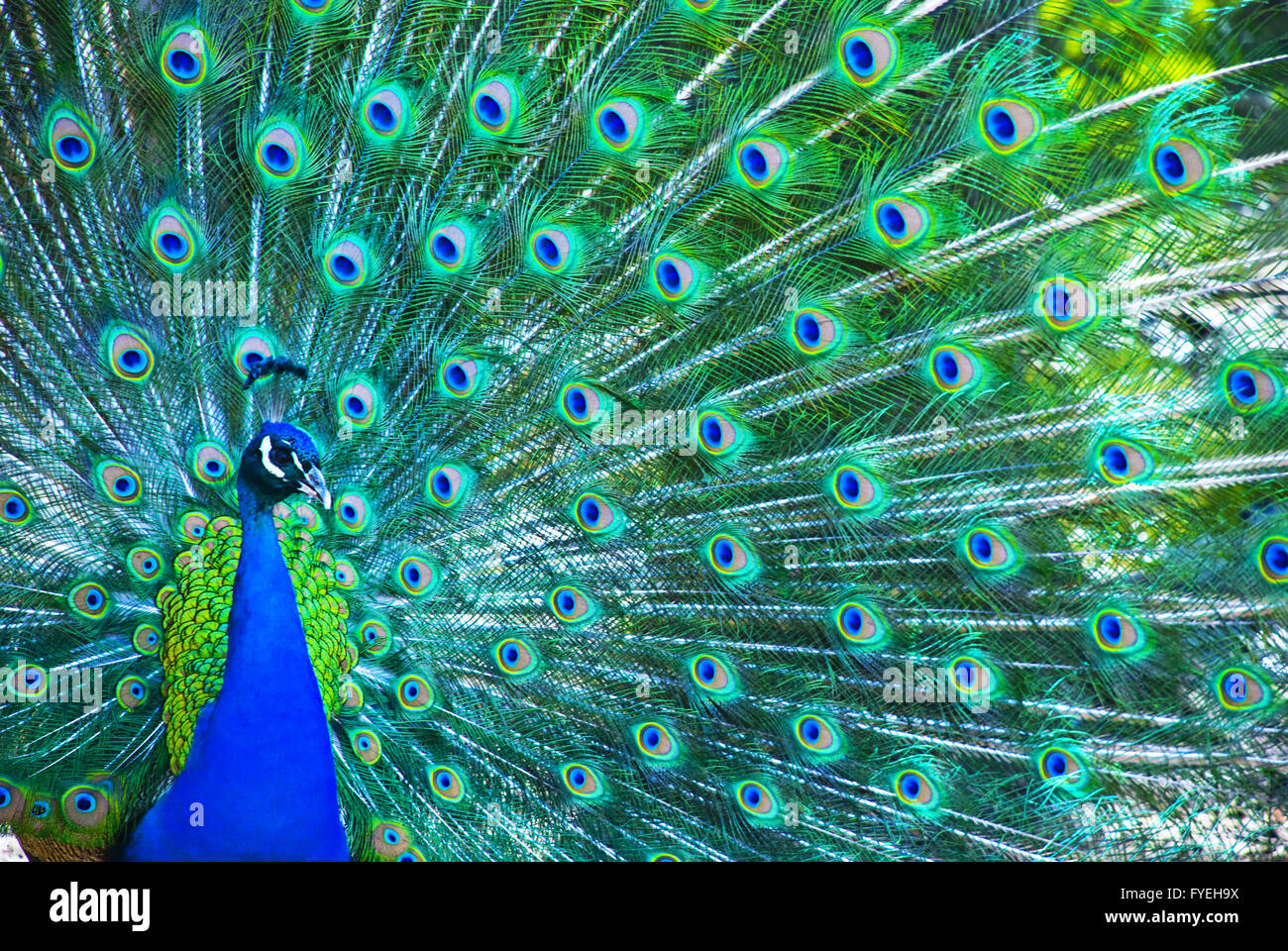 beautiful peacock Stock Photo: 102968486 - Alamy