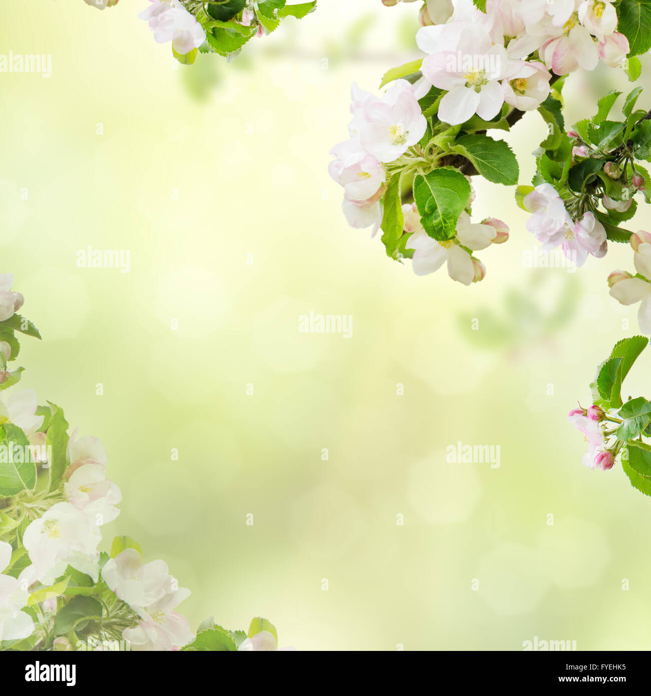 Apple floral background Stock Photo - Alamy