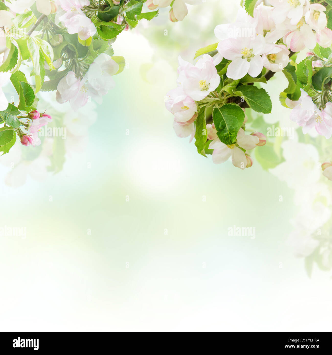 Apple floral background Stock Photo - Alamy