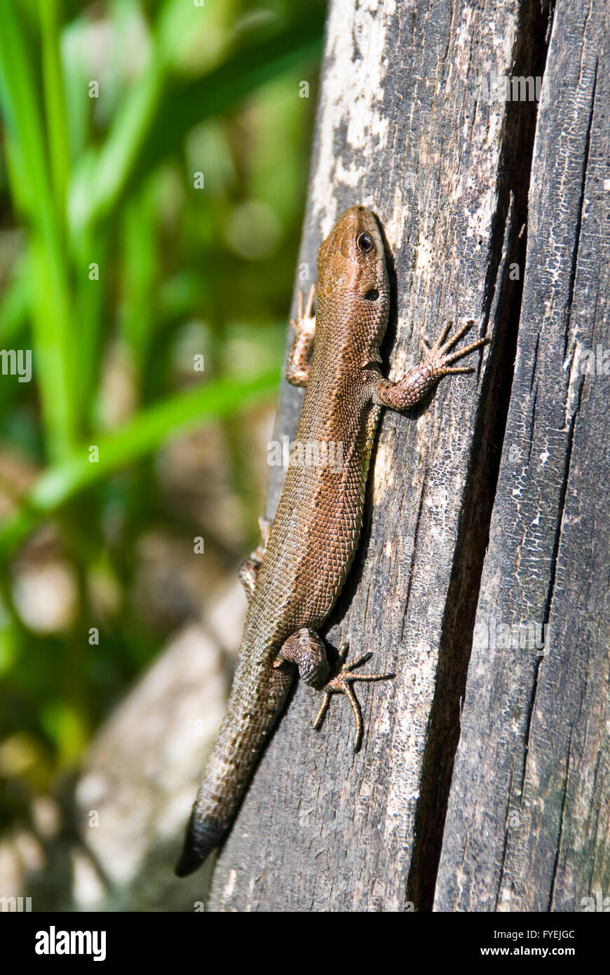 Lizard on wood Stock Photo - Alamy