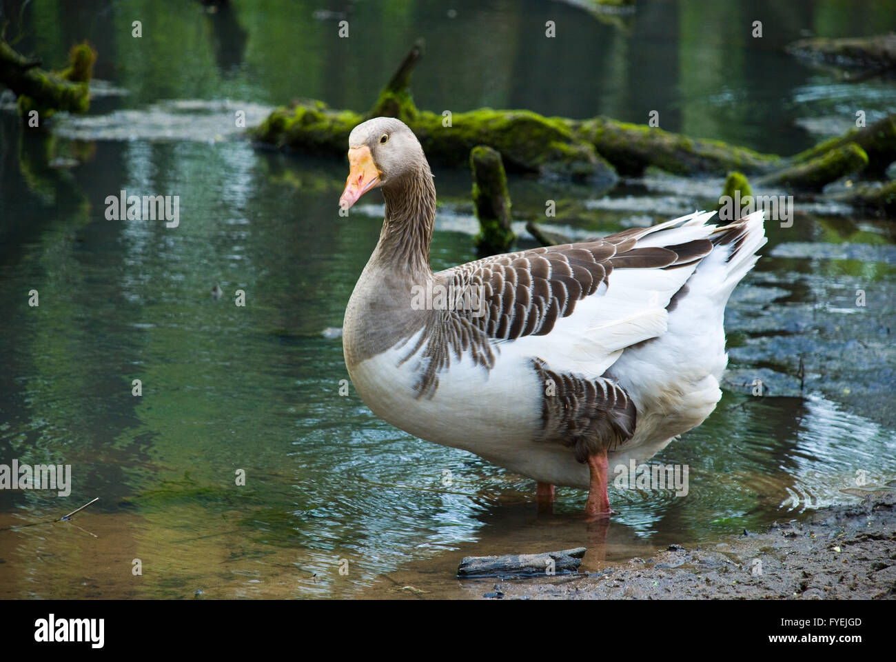 Animal anat hi-res stock photography and images - Alamy