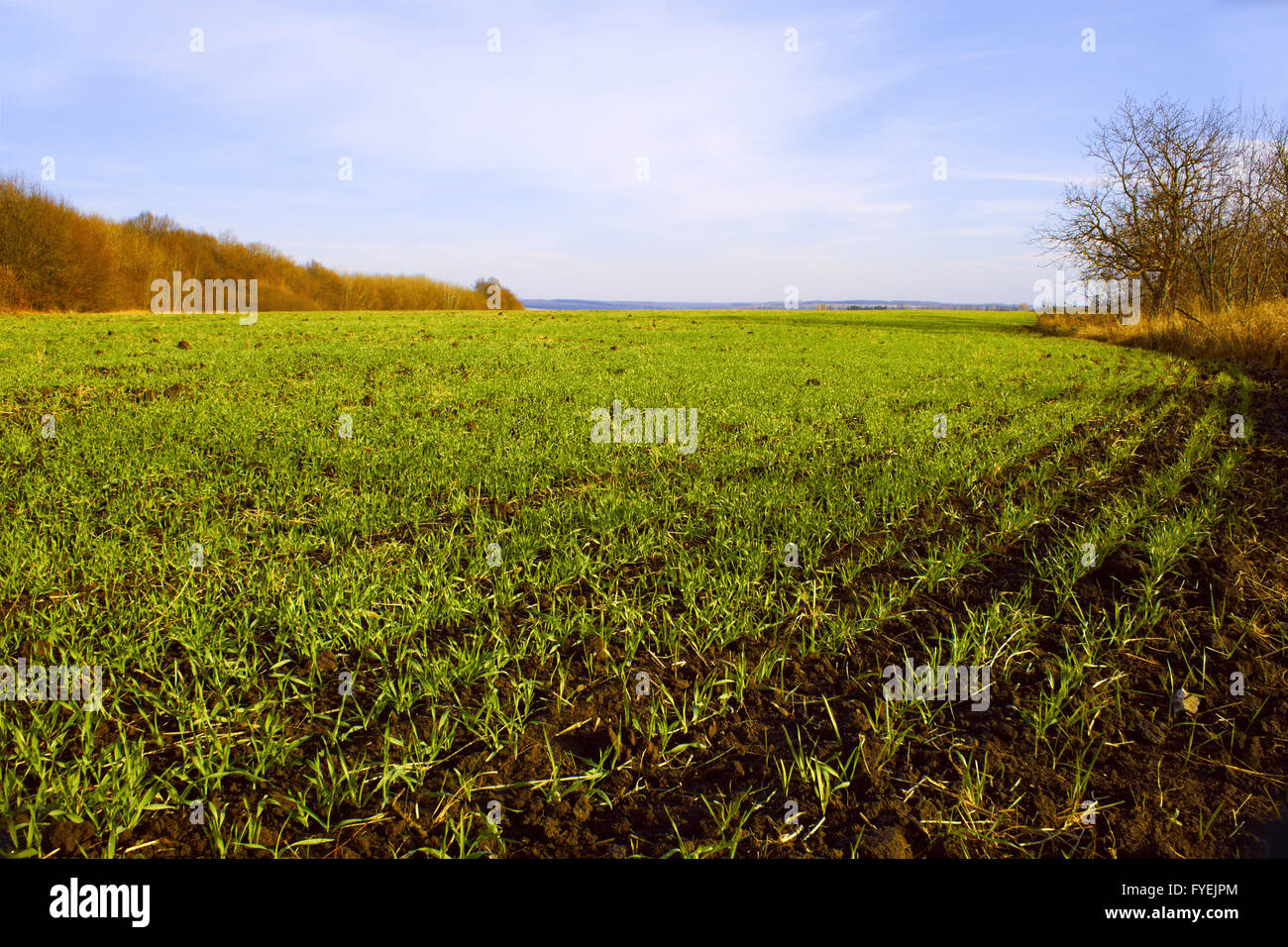 Sown winter wheat field (I Stock Photo - Alamy
