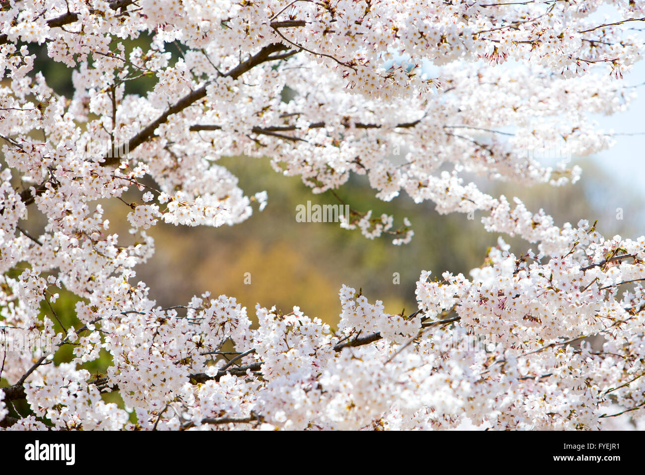 The scent of spring003 Stock Photo - Alamy