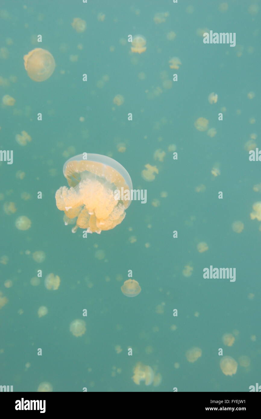 jellyfish medusa underwater Stock Photo - Alamy