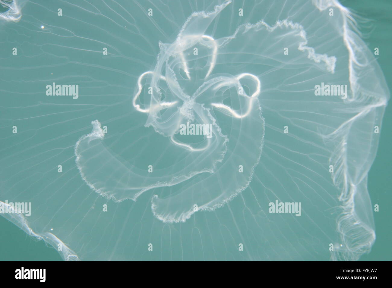 jellyfish medusa underwater Stock Photo - Alamy
