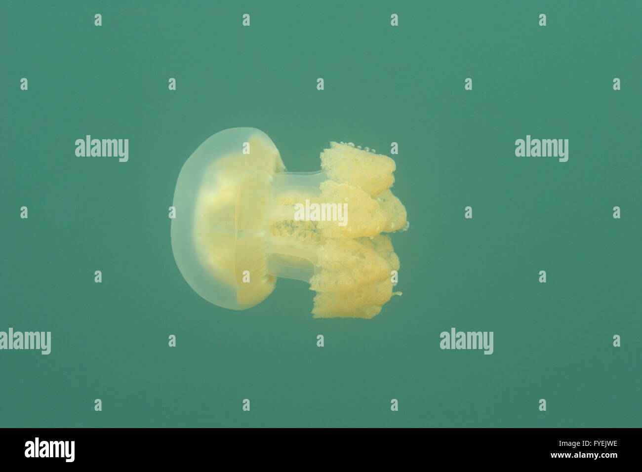jellyfish medusa underwater Stock Photo - Alamy