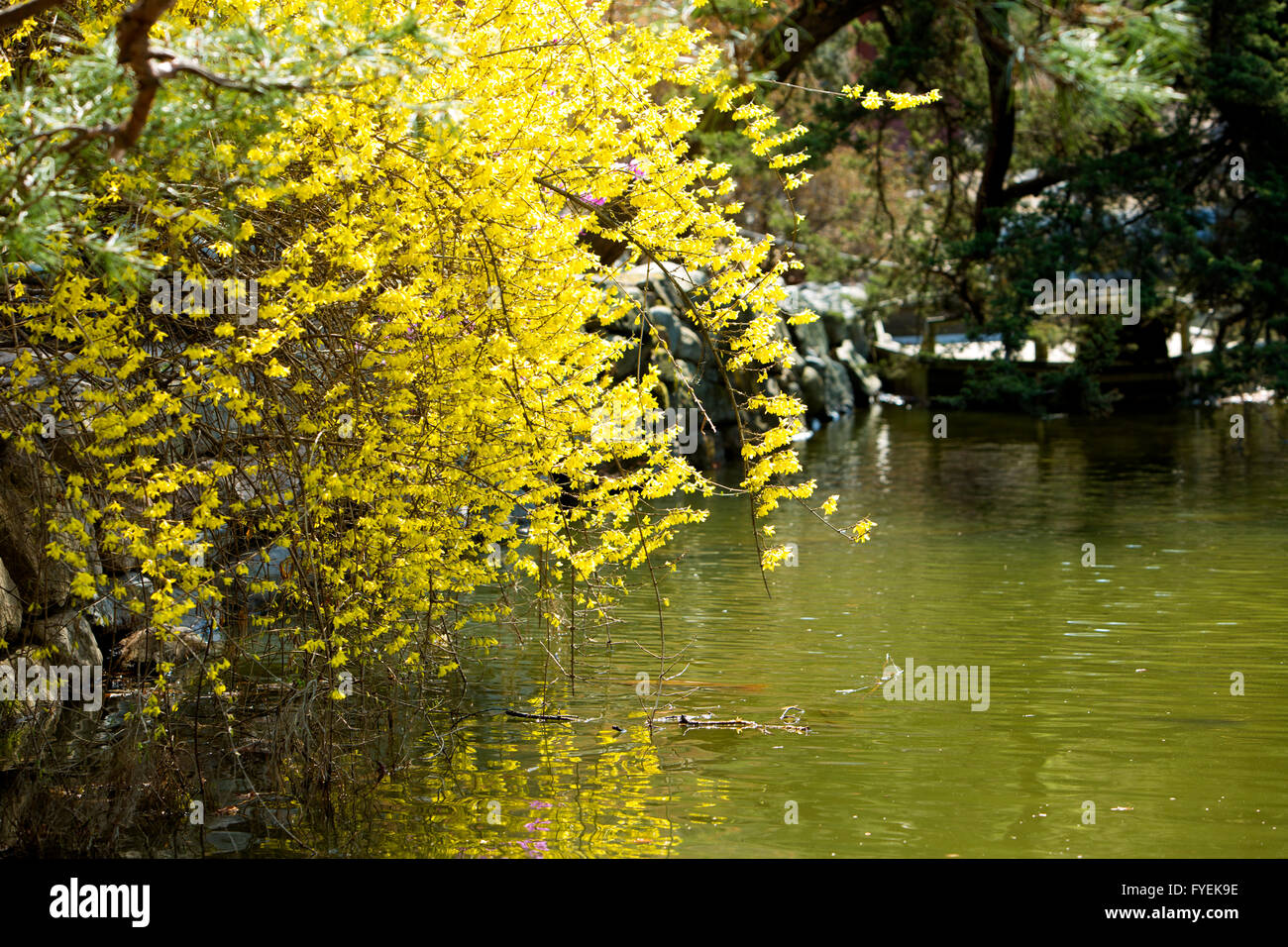 The scent of spring027 Stock Photo - Alamy