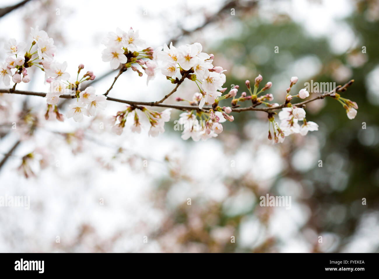 The scent of spring042 Stock Photo - Alamy