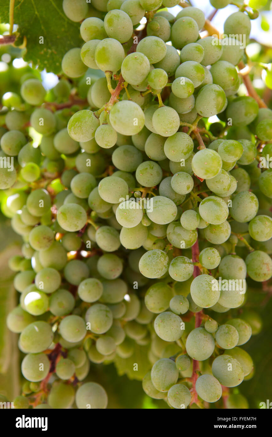 Bunch of green grapes ready to cut. Vertical Stock Photo - Alamy