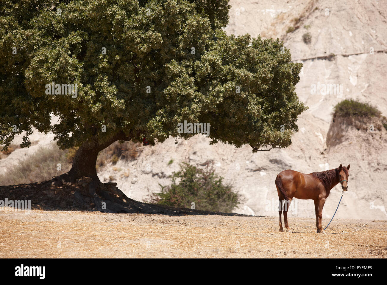 Landscape with horse and tree in Crete. Greece. Horizontal Stock Photo ...