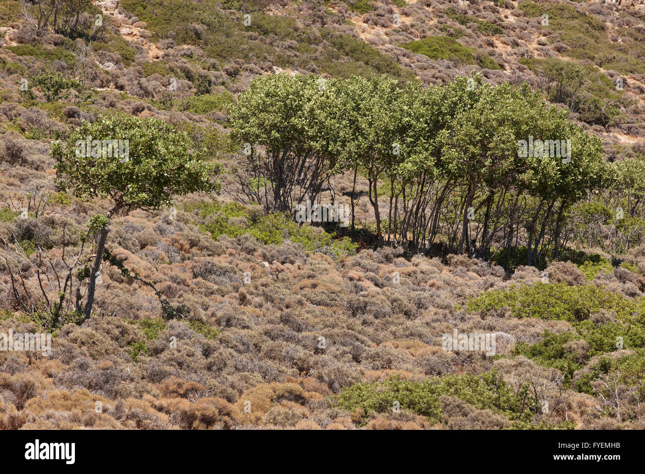 Landscape with trees and bushes in Crete. Greece. Horizontal Stock ...