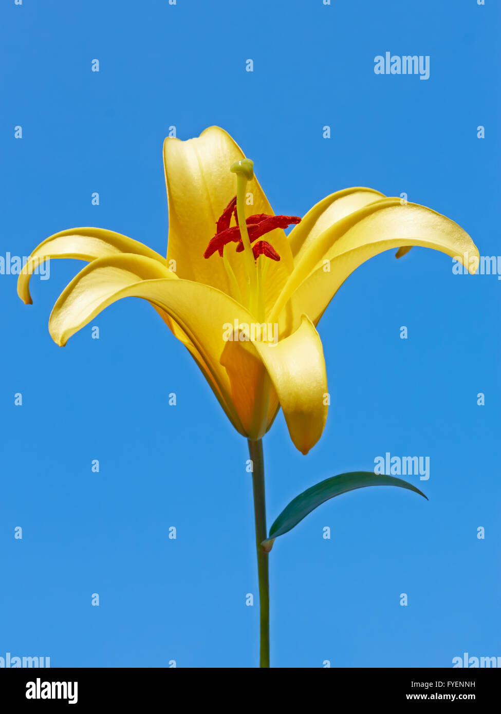 Big yellow lily flower Stock Photo - Alamy