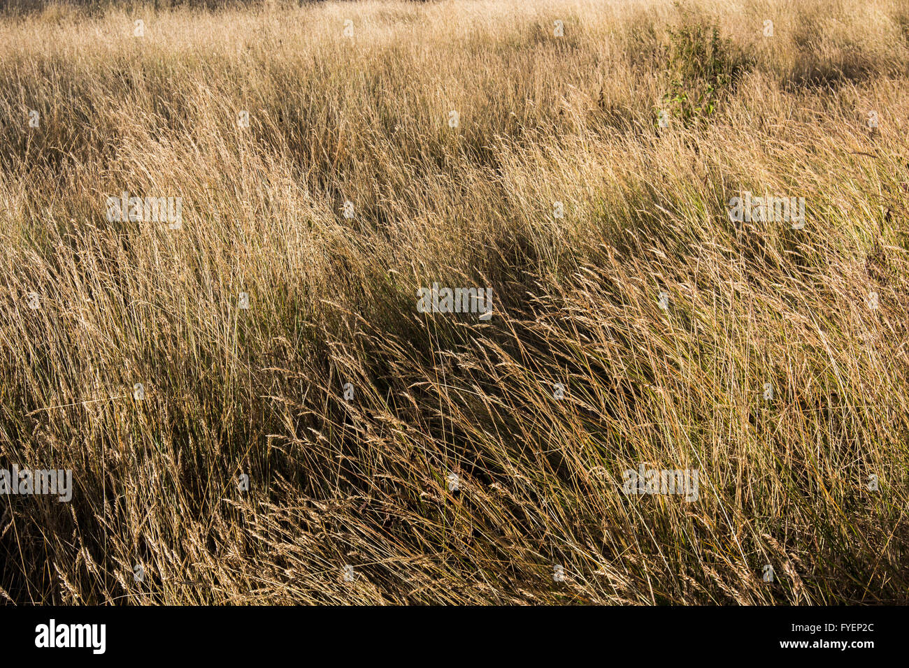 yellow grass field nature background Stock Photo - Alamy