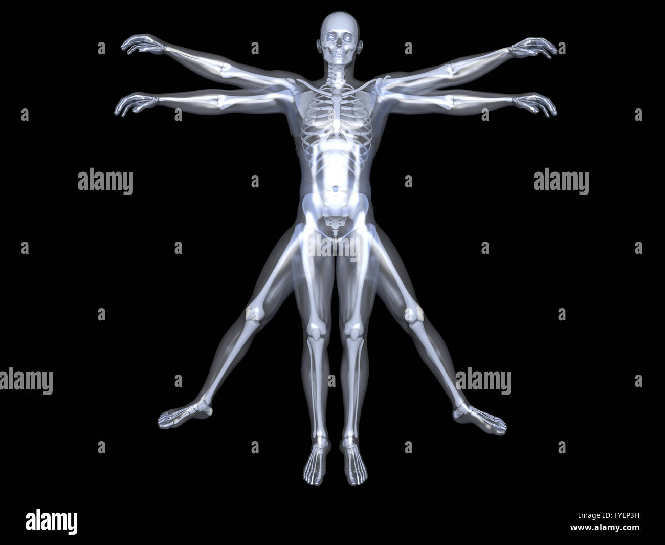 Human anatom hi-res stock photography and images - Alamy